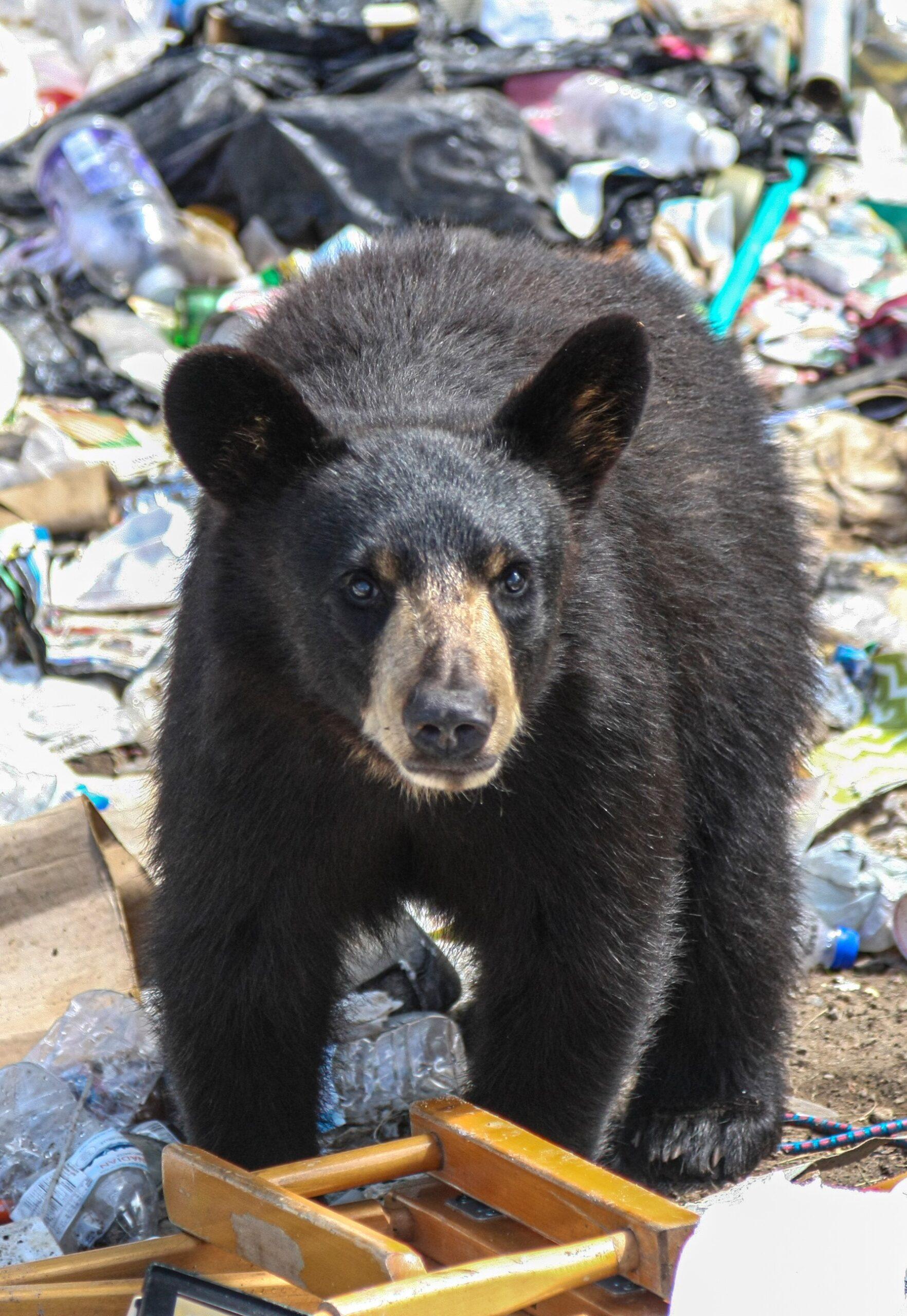 Safety Tips During Bear Season at West Nipissing Landfills - West ...